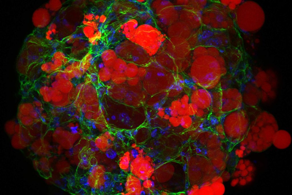 Formulation & Translation Core