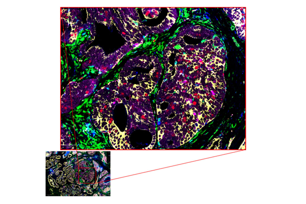 High-Plex Immunocytochemistry Core